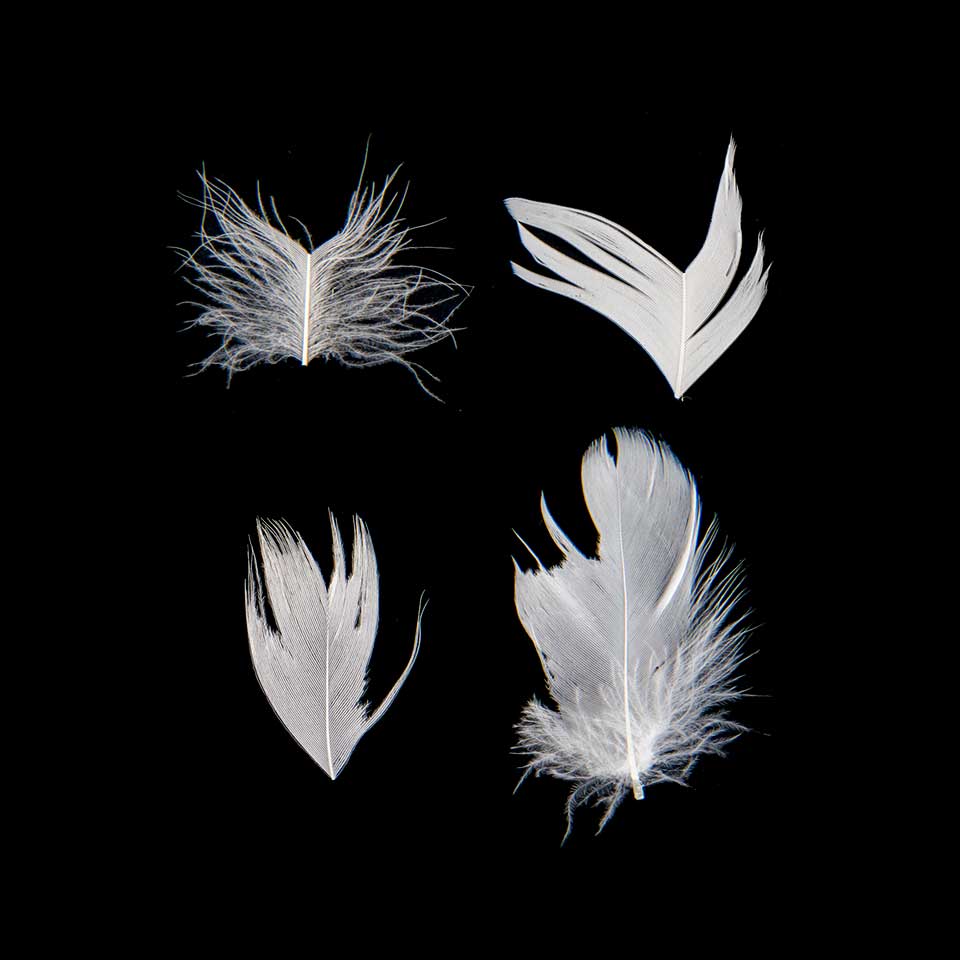 PRAUDEN | COMPOSITION AND CHARACTERISTICS OF DOWN
