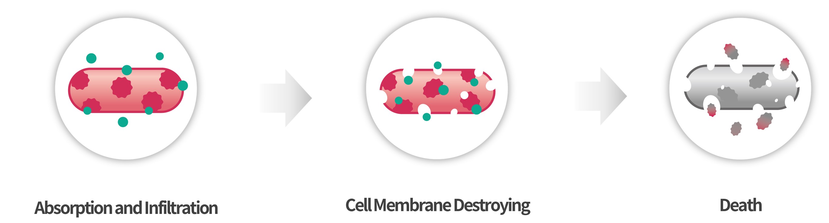 PRAUDEN | Specialty in Anti-biotic Processing – Anti-bacterial Coated Down